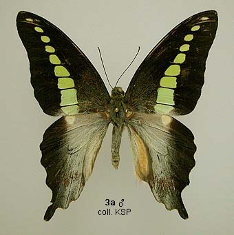 Papua Insects Foundation (Lepidoptera/Papilionidae/Graphium codrus)